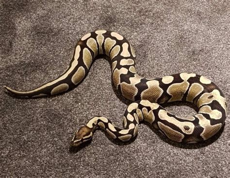 Desert Ghost Ball Python By Rebel Regius