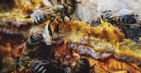 Bee Propolis Uses How To Harvest And Tincture Recipe