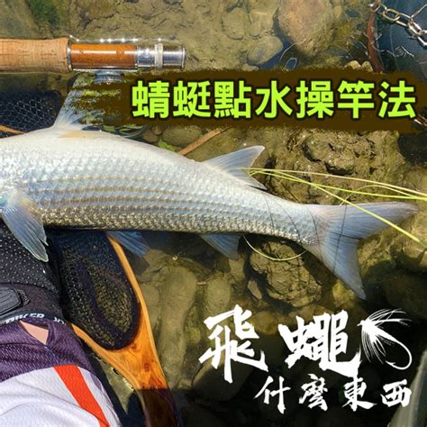 蜻蜓點水操竿法解說 飛蠅什麼東西 podcast Listen Notes