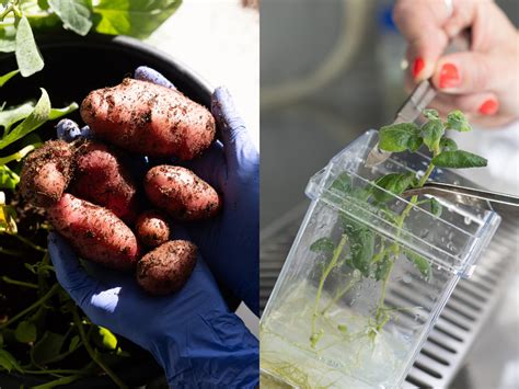 Polopo Molecular Farming Platform Potato Egg Protein 1 Green Queen