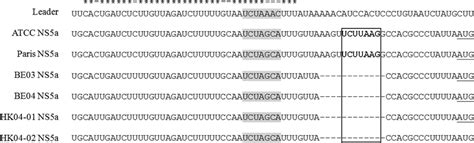 Alignment Of The Leader Sequence And The Homologous Sequence Upstream