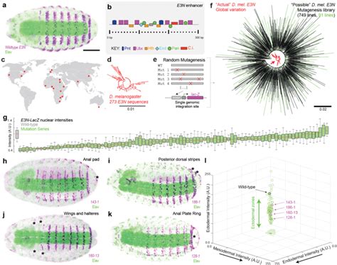 Mutant Variants Of The E3n Enhancer Have A Limited Capacity For