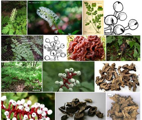 类叶升麻属actaea拉丁名学名属名科名植物生活型图片