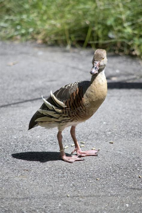 The Plumed Duck Is Walking On The Path Stock Photo Image Of Whistling