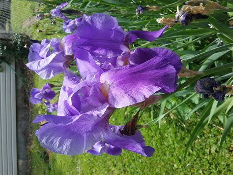 Iris Beauty Planters Place