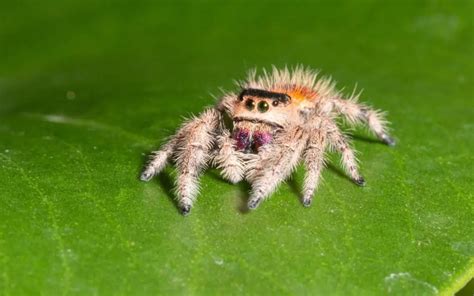 Regal Jumping Spider Bite