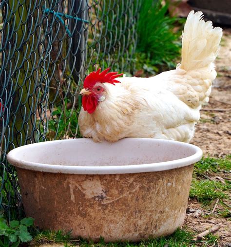 Raising Chickens Without Feed Raising Awesome Chickens