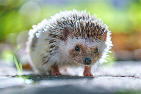 Comment Appelle T On Le Bébé Du Hérisson