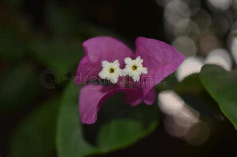 爱高清图片 孪生儿之一 孪生儿之一图片免费下载 5128383880 千图网pro