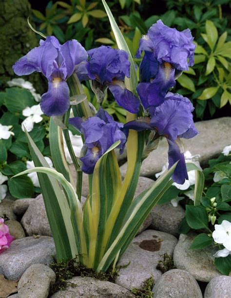 Orris The Secret Of A Love Potion Parfumplus Magazine