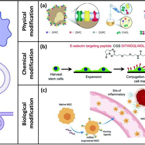 Three Common Methods To Modify Stem Cell Membranes 16 Adapted From