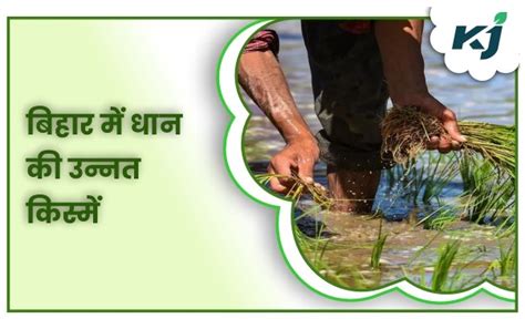 Paddy Varieties In Bihar बिहार में धान की खेती के लिए उन्नत किस्में