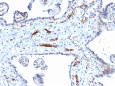 Podocalyxin Monoclonal Mouse Antibody Podxl2184 Biotium