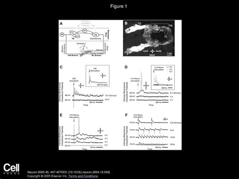 Positive Feedback In A Brainstem Tactile Sensorimotor Loop Ppt Download