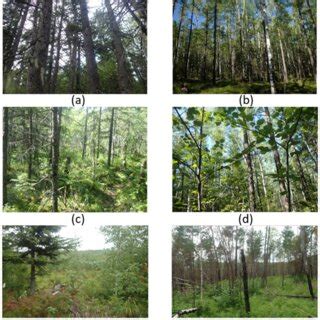 Overview Examples Of Forest Plots In The Field A Plot NR Located Download Scientific