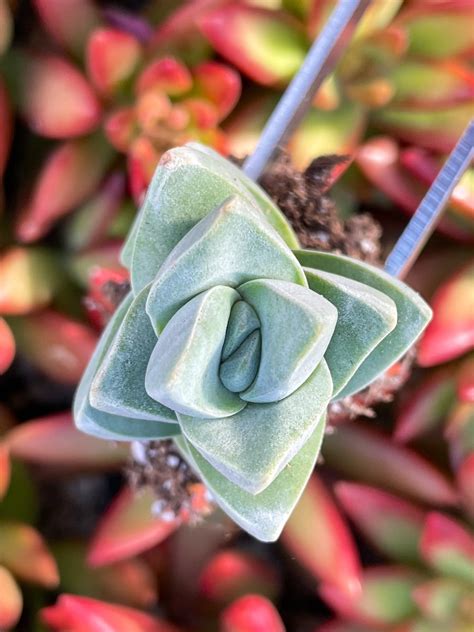 2” Crassula Moonglow Succulent Plant Etsy
