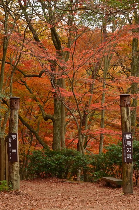 野鳥の森紅葉 by 白羊宮 ID8251360 写真共有サイト PHOTOHITO