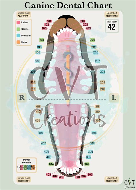Canine And Feline Dental Chart Bundle Digital Download Etsy Canada