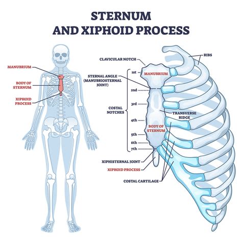 Xiphoid Process 101 Anatomy Purpose And Health Insights