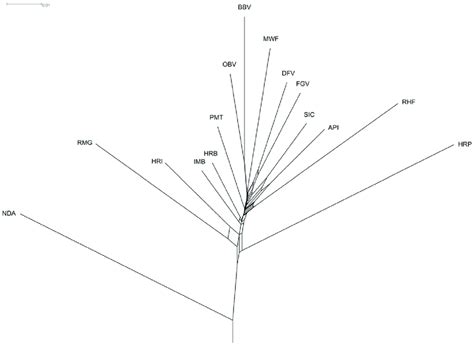 presentation of nei s da distance matrix as a rooted neighbour net