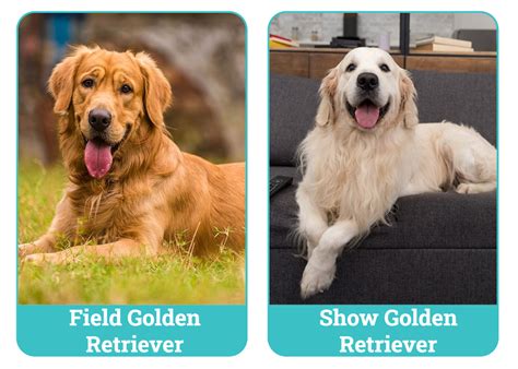 Field Golden Retriever Vs Show Golden Retriever Main Differences With