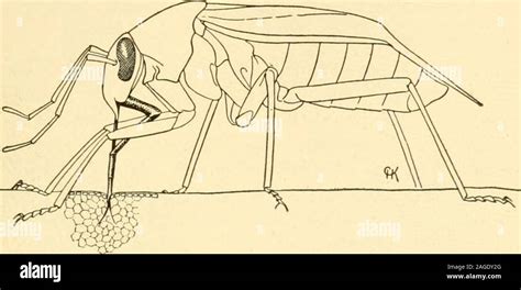 Grasshopper Nervous System