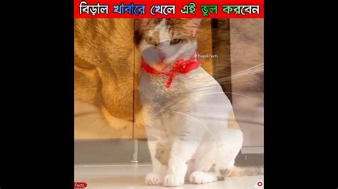 বিড়াল যদি খাবারে মুখ দেয় তাহলে ভুলেও এই কাজটি করবেন না Shorts Viral