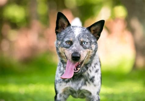 Australian Cattle Dog Blue Eyes