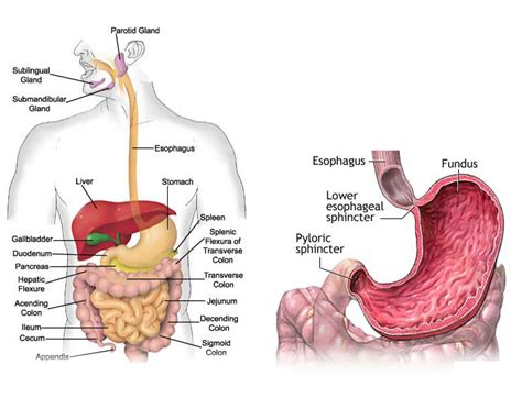 Peptic Ulcer Stomach Problem — Steemit