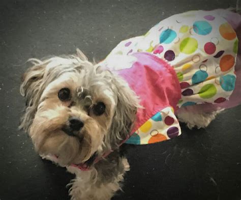 Tiny Tails We Would Like To Wish The Adorable Miss Zilla