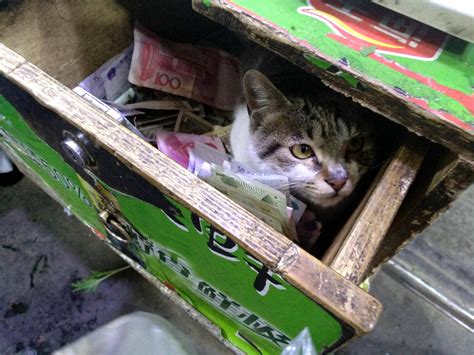 抽屉里住着一只防盗猫 陌生人动里面的钱又挠又咬 手机凤凰网
