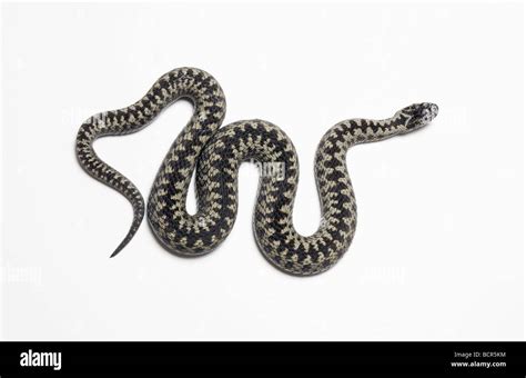 Adder Snake Hi Res Stock Photography And Images Alamy