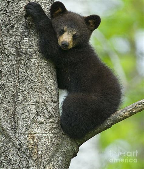 Black Bear Cub Photograph By Nehemiah Art Fine Art America
