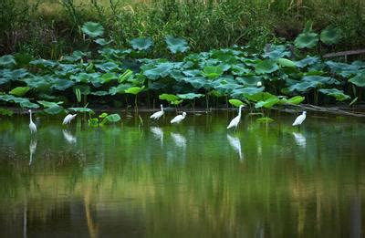 湖北恩施生态湿地 白鹭成群 人民图片网