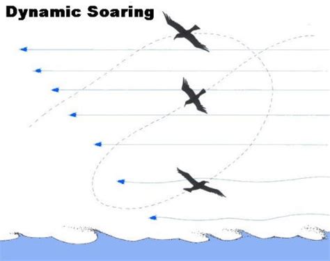 Dynamic Soaring Bird Drawings Bird Birds