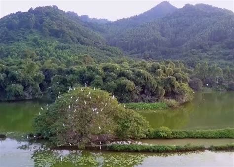 广东肇庆农民梁焕林倾尽家产打造天湖鹭鸟天堂生态园 吸引逾万鹭鸟栖息 神秘的地球 科学自然地理探索