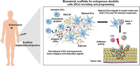 Biomaterial Based Scaffold Application In Dc Recruitment And