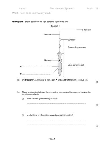 The Nervous System New Aqa Biology Gcse Teaching Resources