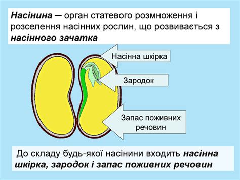 Презентація «Насінина 6 клас
