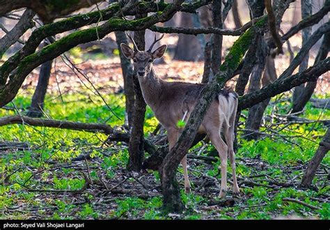 سازمان محیط زیست در یک سال اخیر برای حفاظت از حیات وحش چه کرد؟ تسنیم