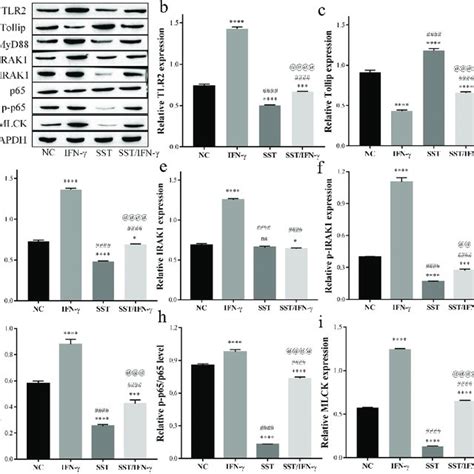 Sst Inhibited Ifn γ Mediated Tlr2myd88nf κbmlck Signal Activation In