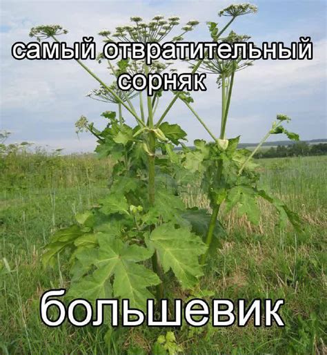 Can Someone Explain R Russian