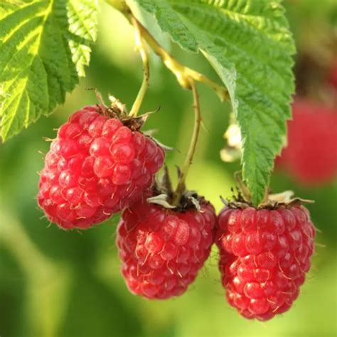 Rubus Idaeus ‘boyne Pépinière Jasmin