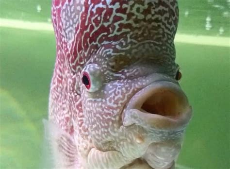 IKAN LOUHAN Cara Merawat Budidaya Pakan Harga Jual Lengkap