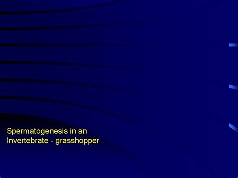 Detail Gambar Spermatogenesis Dan Keterangannya Koleksi Nomer 49