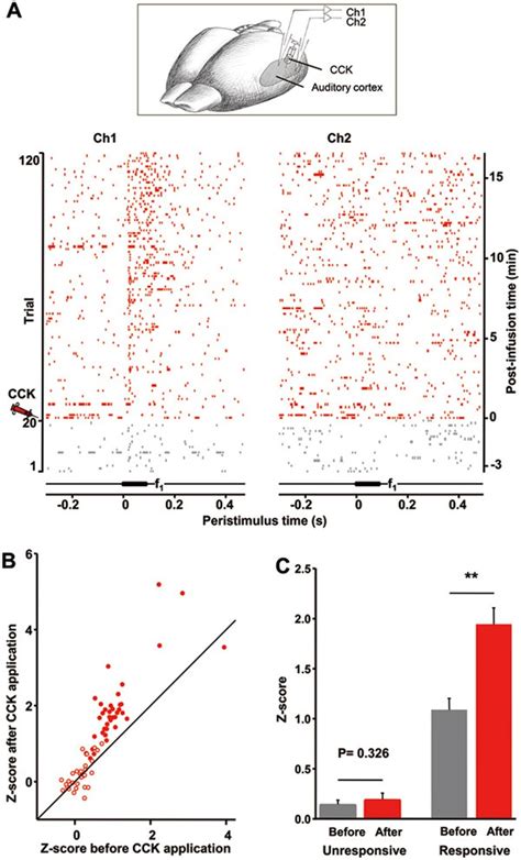 Enhancement Of Neuronal Responses In The Auditory Cortex After Local