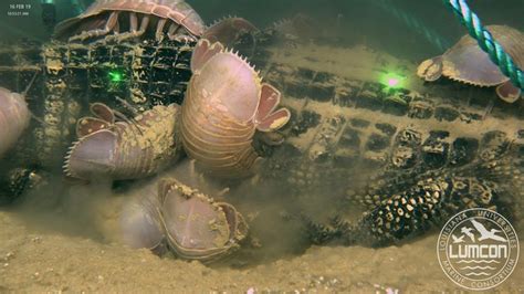 Giant Isopod Facts Size Comparison With A Football