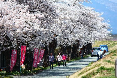 2023年版桜名所を繋ぐ山形の観光ルートでお花見置賜さくら回廊 and trip たびびと