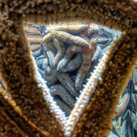 ⭐️ Your Window Into The Underwater Two Oceans Aquarium