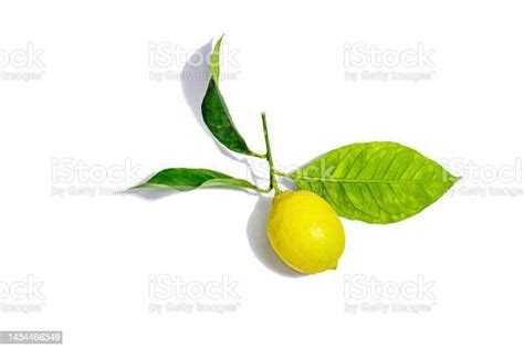 흰색 배경에 격리된 신선한 잎을 가진 익은 전체 레몬 수분이 많은 과일 비타민 성분 0명에 대한 스톡 사진 및 기타 이미지